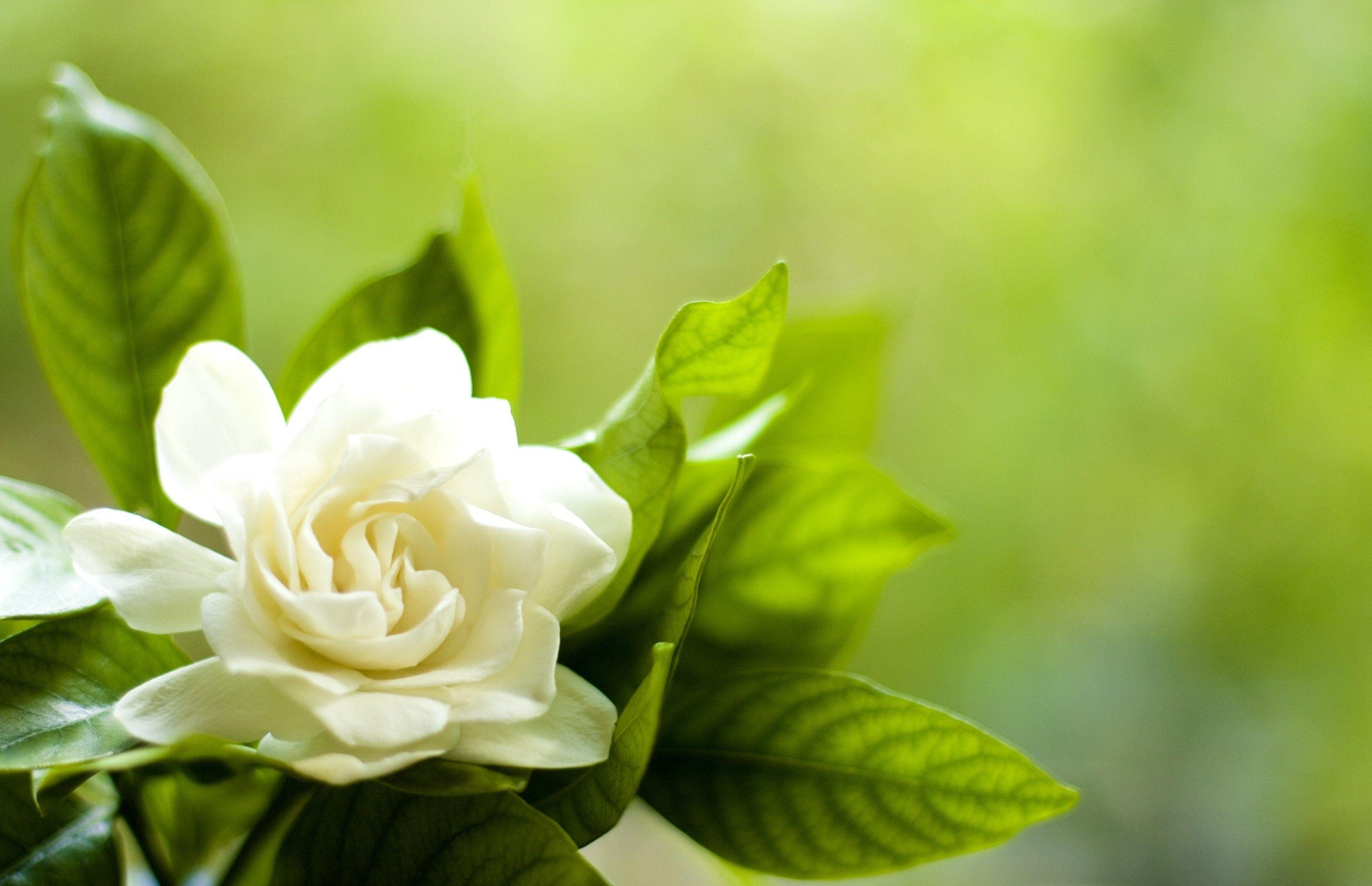 Gardenia Wallpapers - Top Free Gardenia Backgrounds - WallpaperAccess