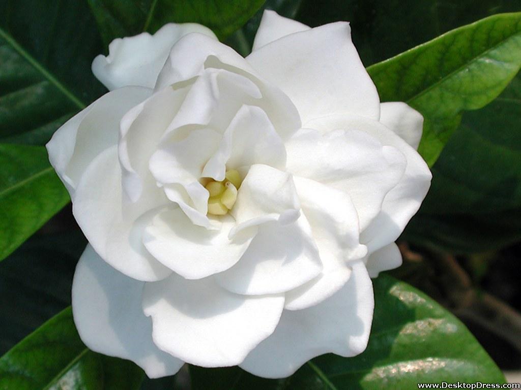Gardenia Wallpapers - Top Free Gardenia Backgrounds - WallpaperAccess