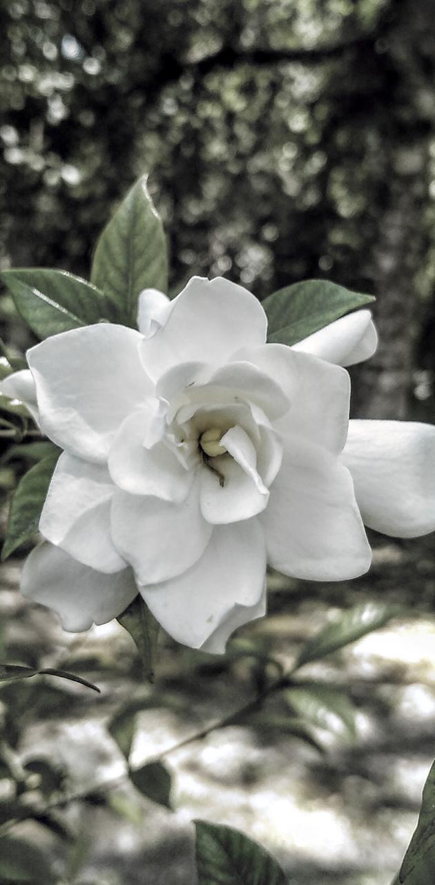 Gardenia Wallpapers - Top Free Gardenia Backgrounds - WallpaperAccess