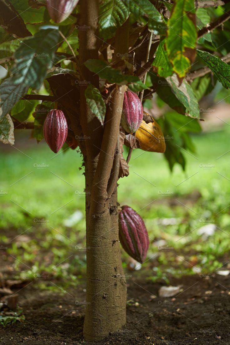 Cacao Wallpapers - Top Free Cacao Backgrounds - WallpaperAccess