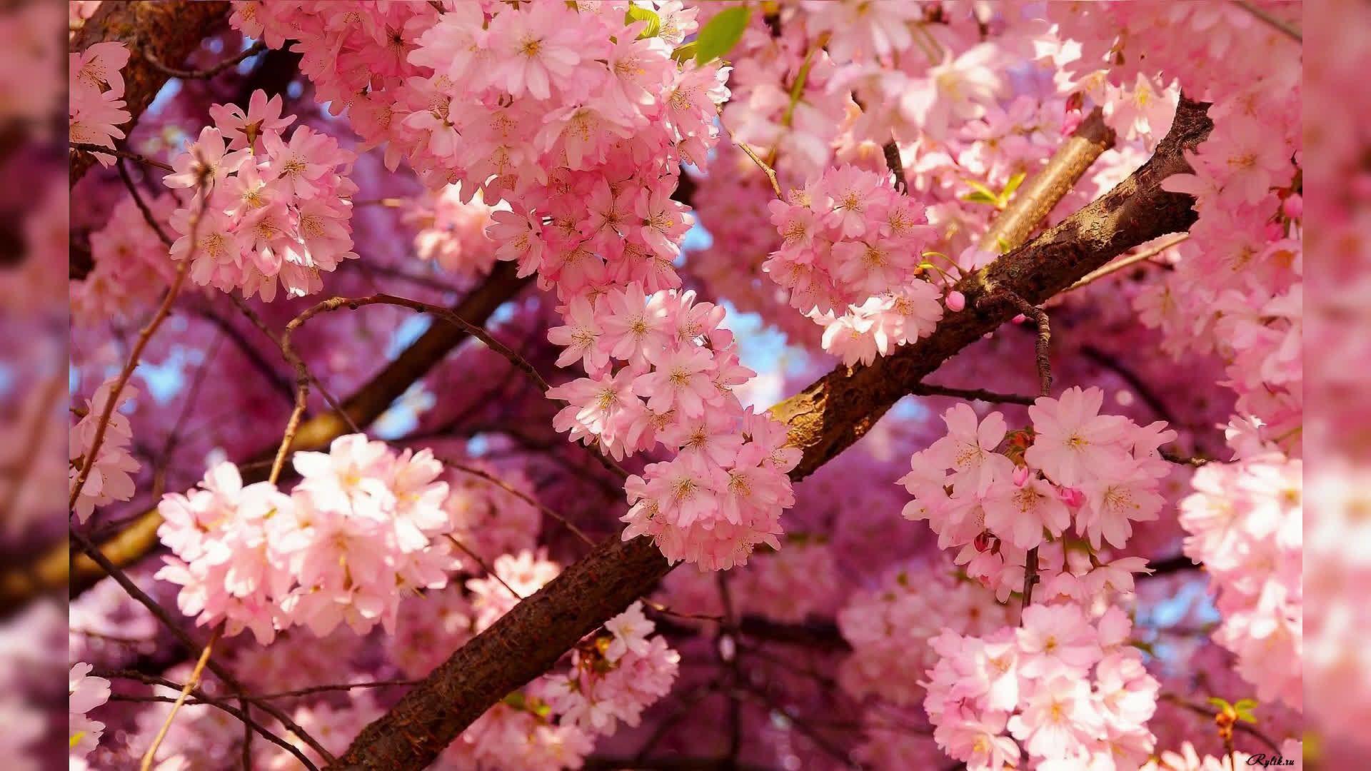 Spring Aesthetic Desktop Wallpapers - Top Free Spring Aesthetic Desktop ...