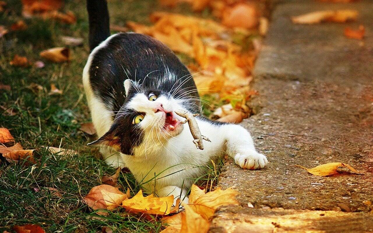 Funny Autumn Wallpapers - Top Free Funny Autumn Backgrounds ...