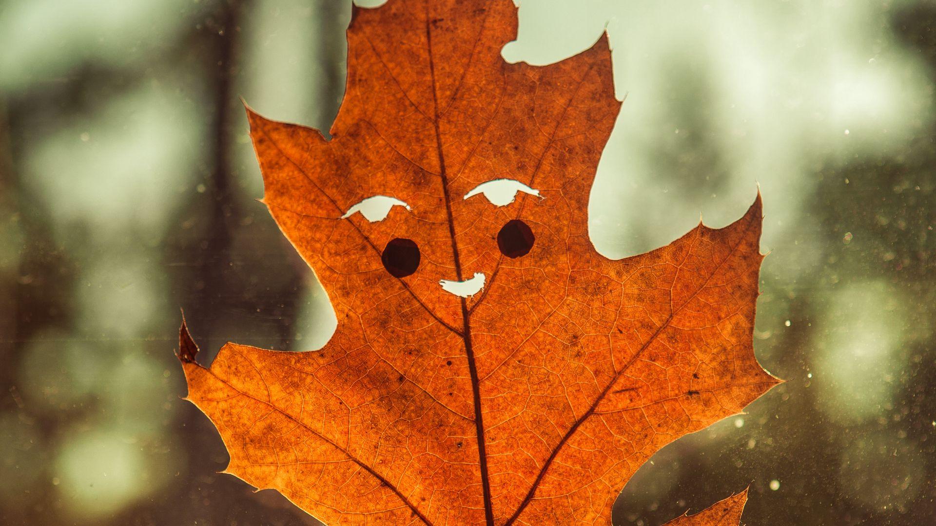 Funny Autumn Wallpapers - Top Free Funny Autumn Backgrounds ...