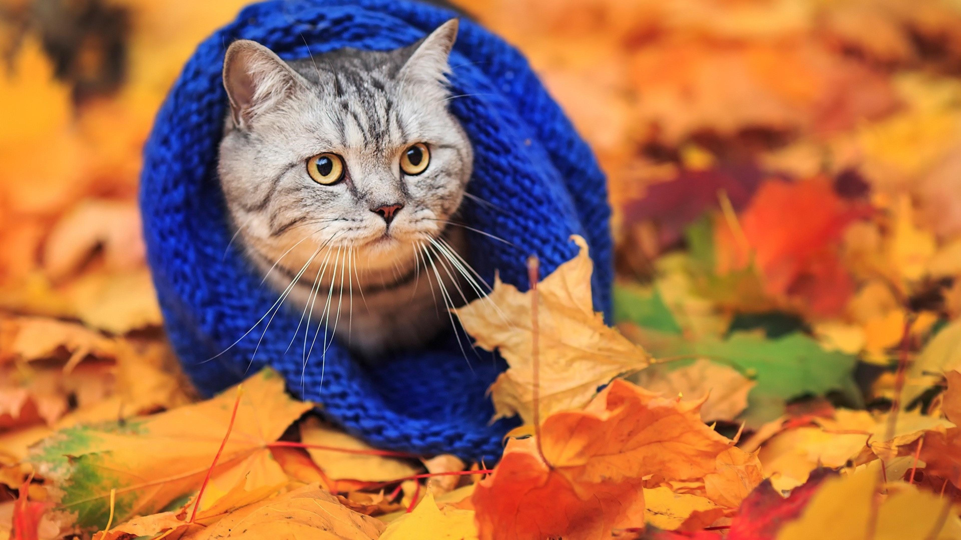 Funny Autumn Wallpapers - Top Free Funny Autumn Backgrounds ...