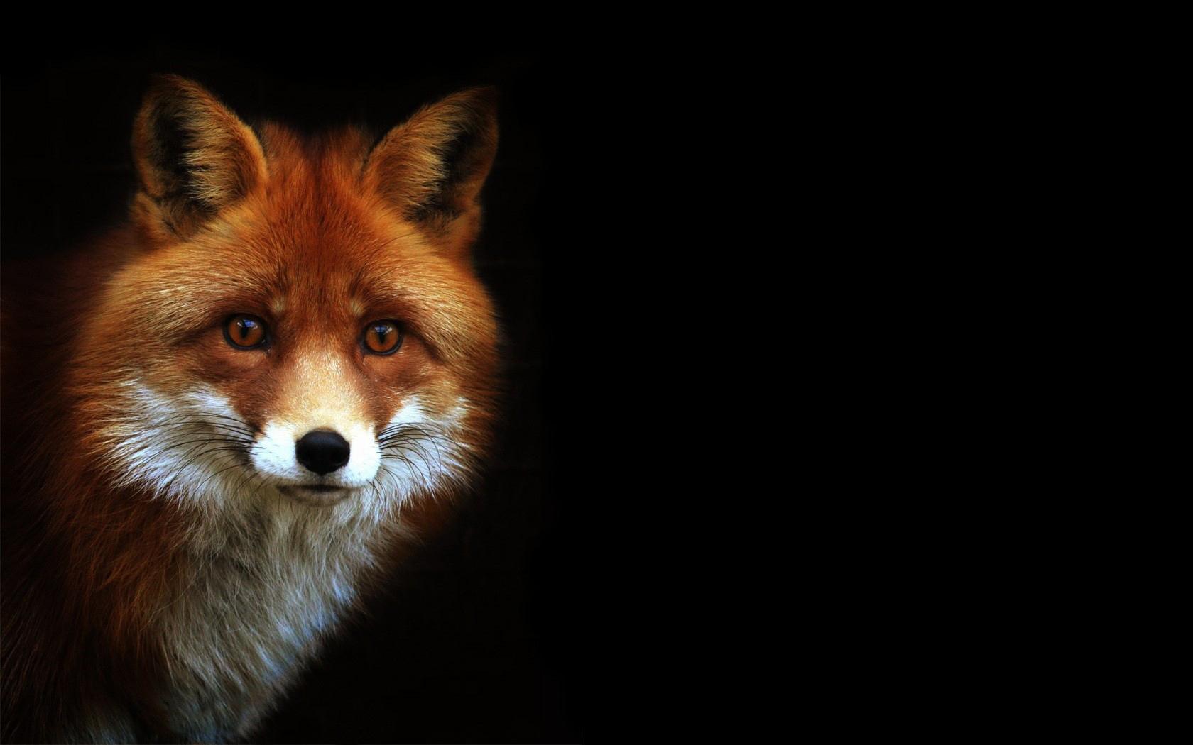 Fox Cool Desktop Wallpapers - Top Free Fox Cool Desktop Backgrounds ...
