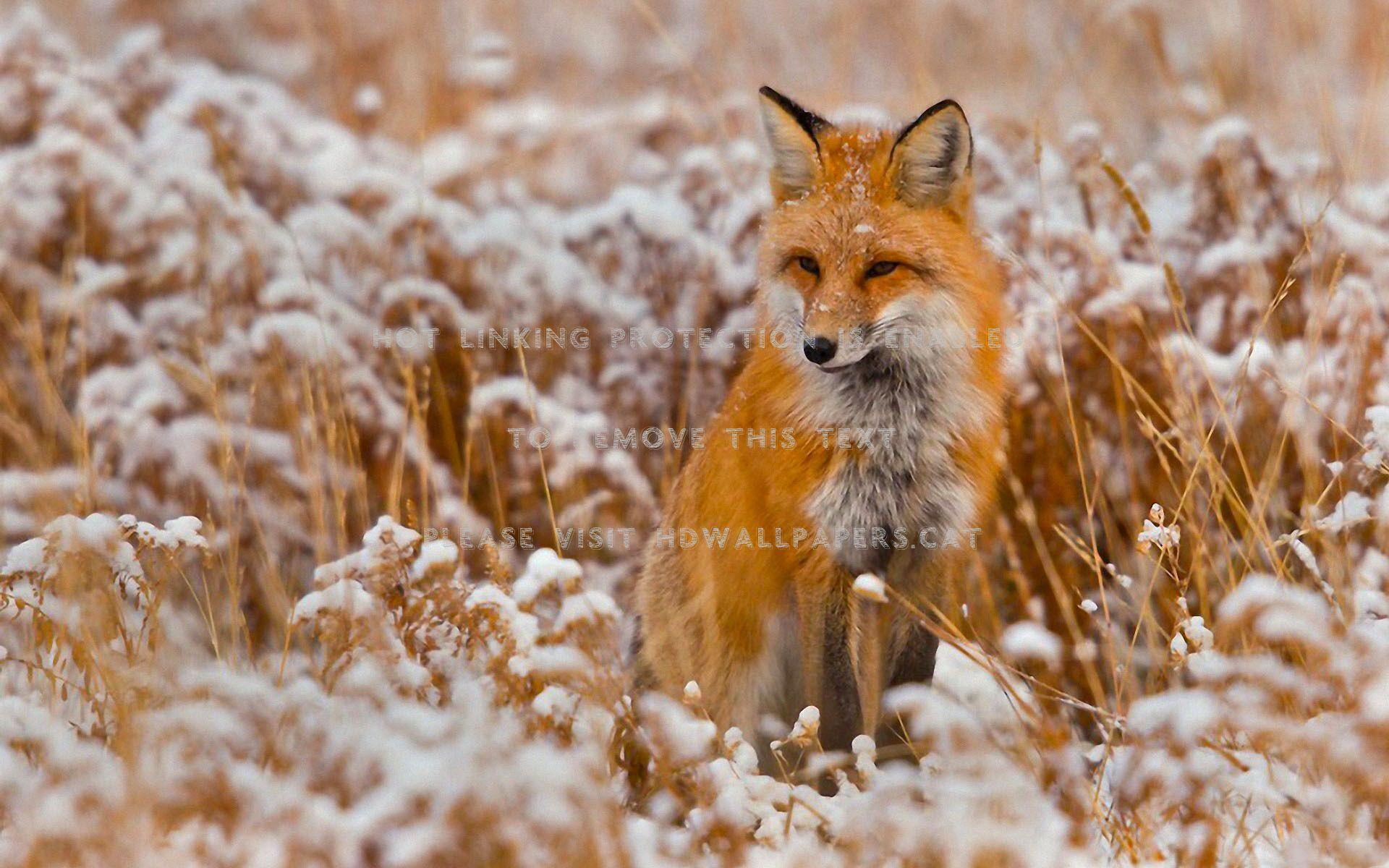 Fox Cool Desktop Wallpapers - Top Free Fox Cool Desktop Backgrounds ...
