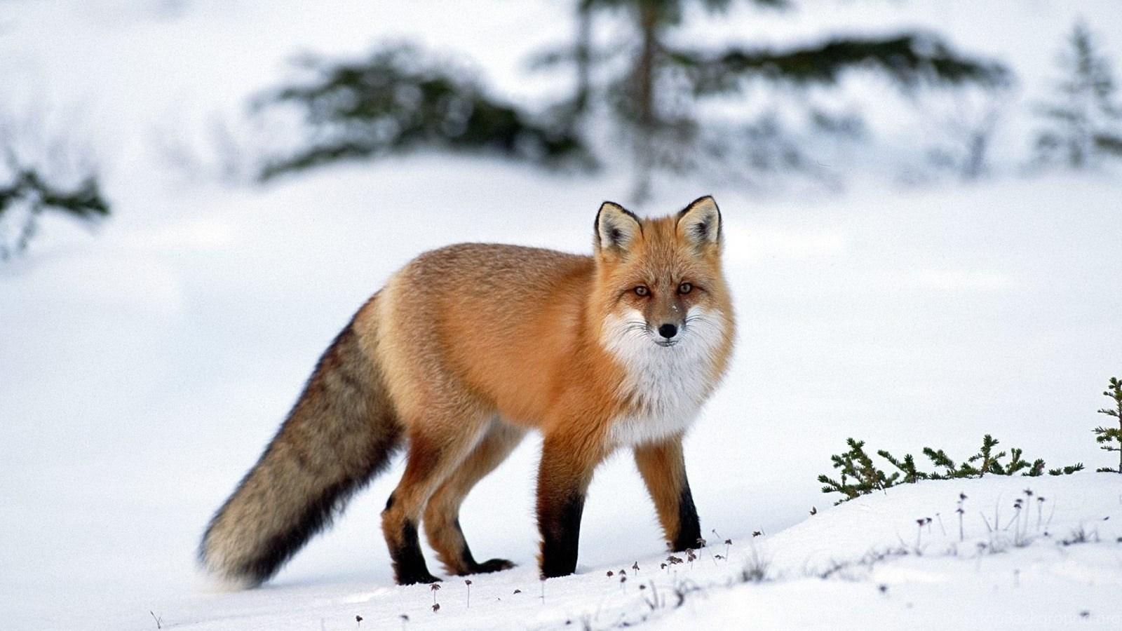 Fox Cool Desktop Wallpapers - Top Free Fox Cool Desktop Backgrounds ...
