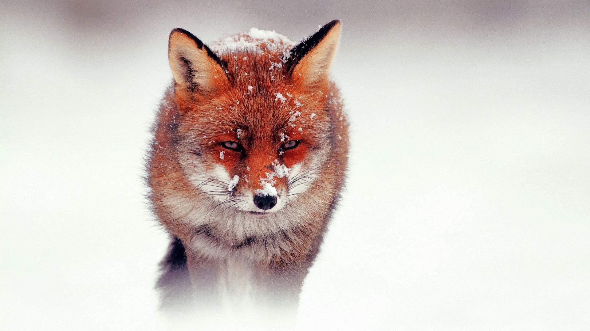 Fox Cool Desktop Wallpapers - Top Free Fox Cool Desktop Backgrounds ...