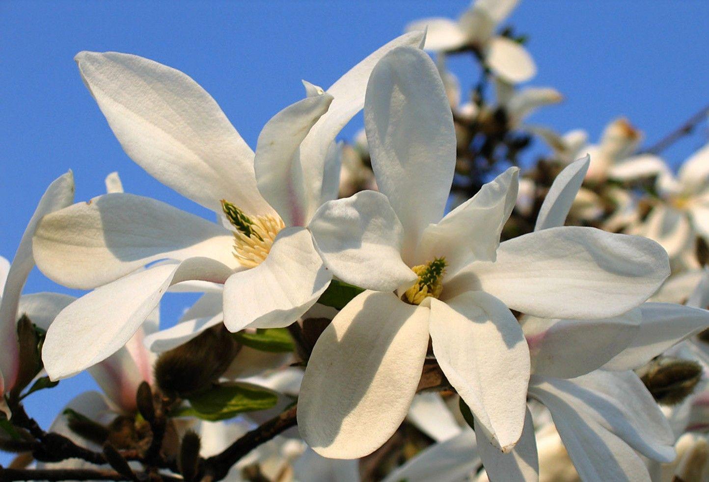 White Magnolia Desktop Wallpapers - Top Free White Magnolia Desktop ...