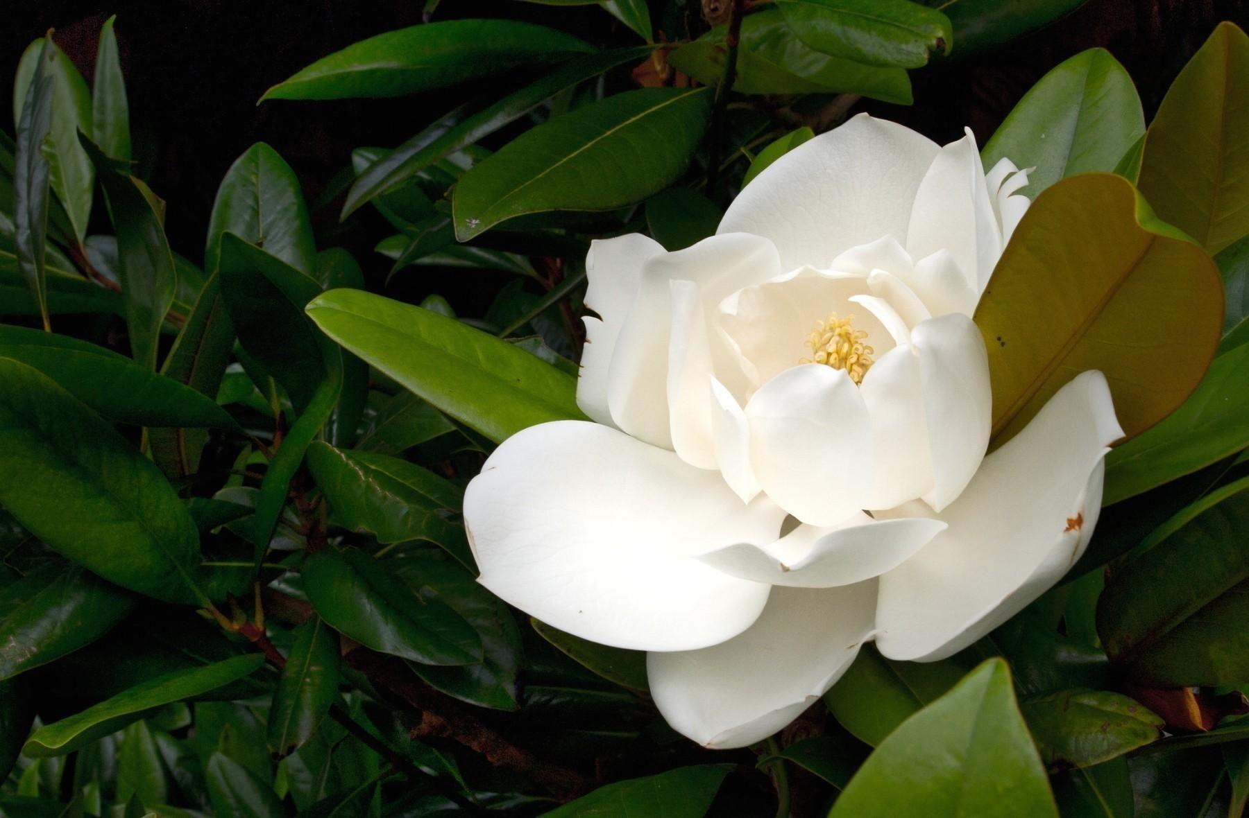 White Magnolia Desktop Wallpapers - Top Free White Magnolia Desktop ...