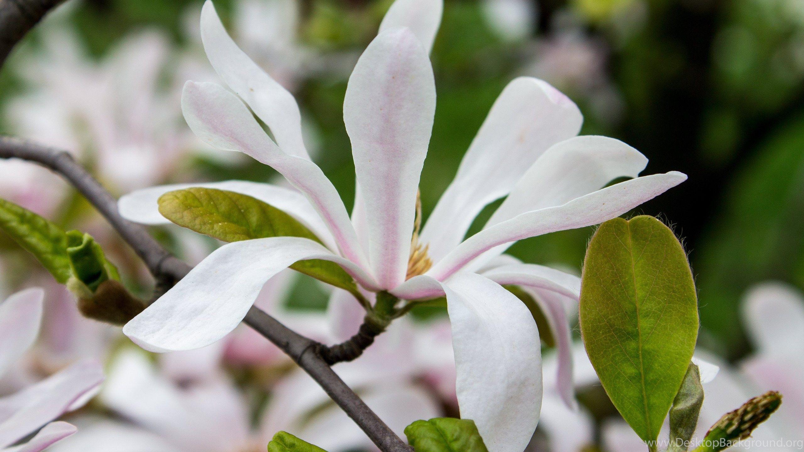 White Magnolia Desktop Wallpapers - Top Free White Magnolia Desktop ...