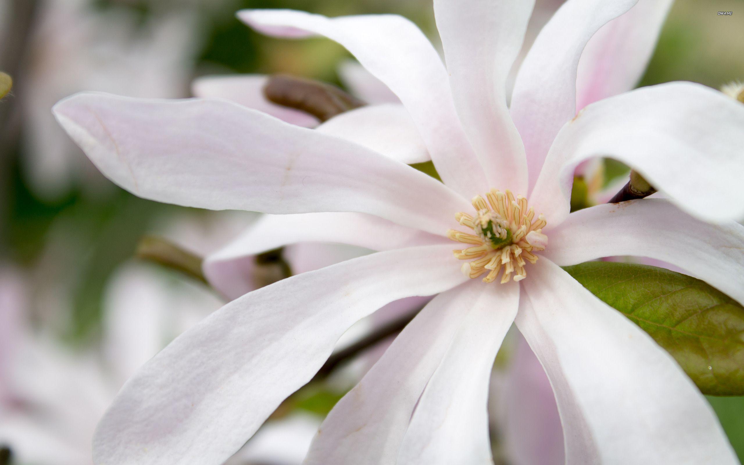 White Magnolia Desktop Wallpapers - Top Free White Magnolia Desktop ...