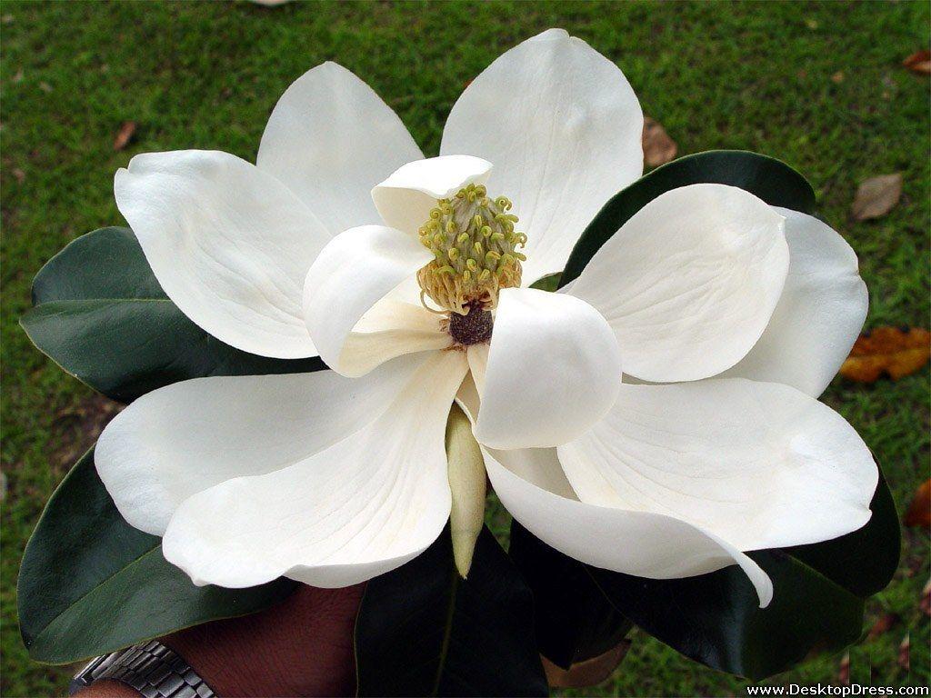 White Magnolia Desktop Wallpapers - Top Free White Magnolia Desktop ...