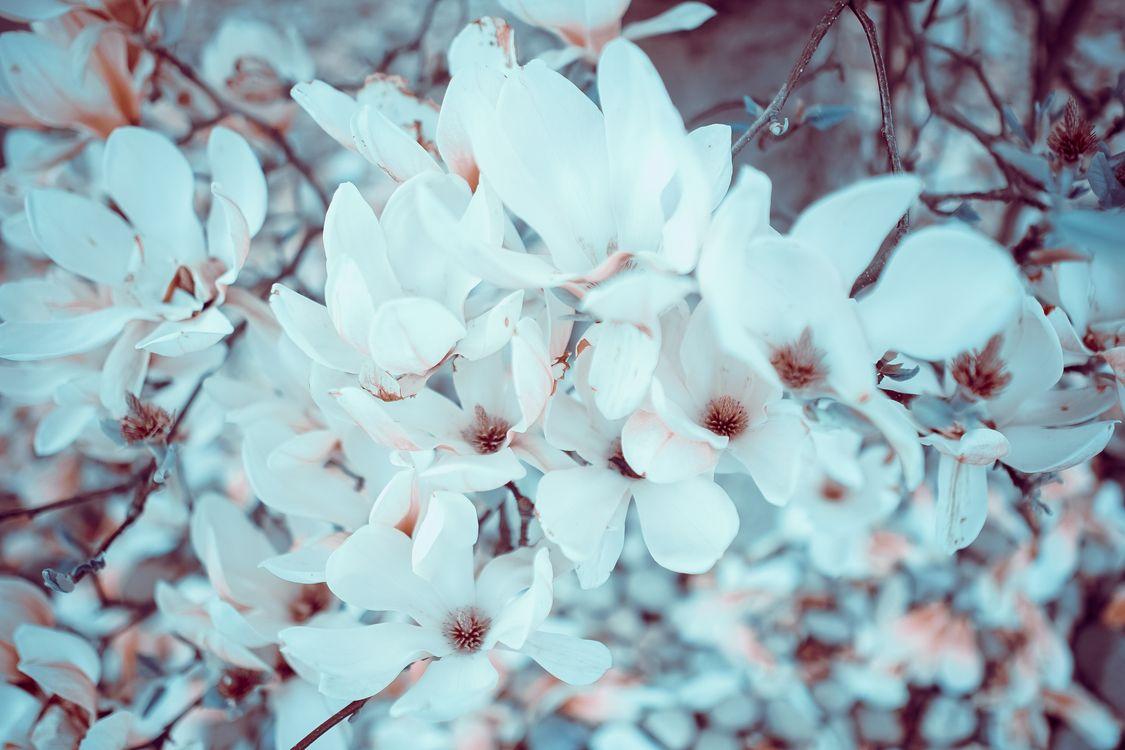 White Magnolia Desktop Wallpapers - Top Free White Magnolia Desktop ...
