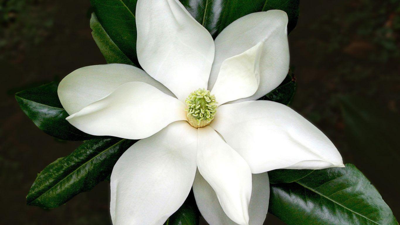 White Magnolia Desktop Wallpapers - Top Free White Magnolia Desktop ...