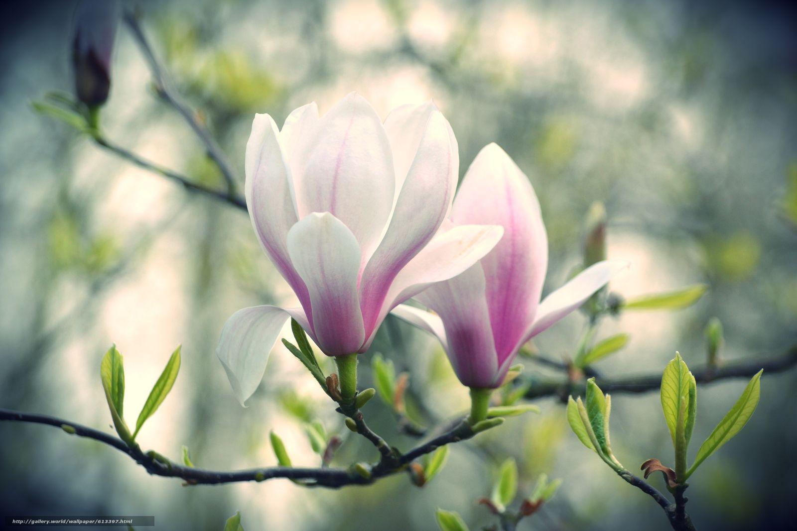 White Magnolia Desktop Wallpapers - Top Free White Magnolia Desktop ...