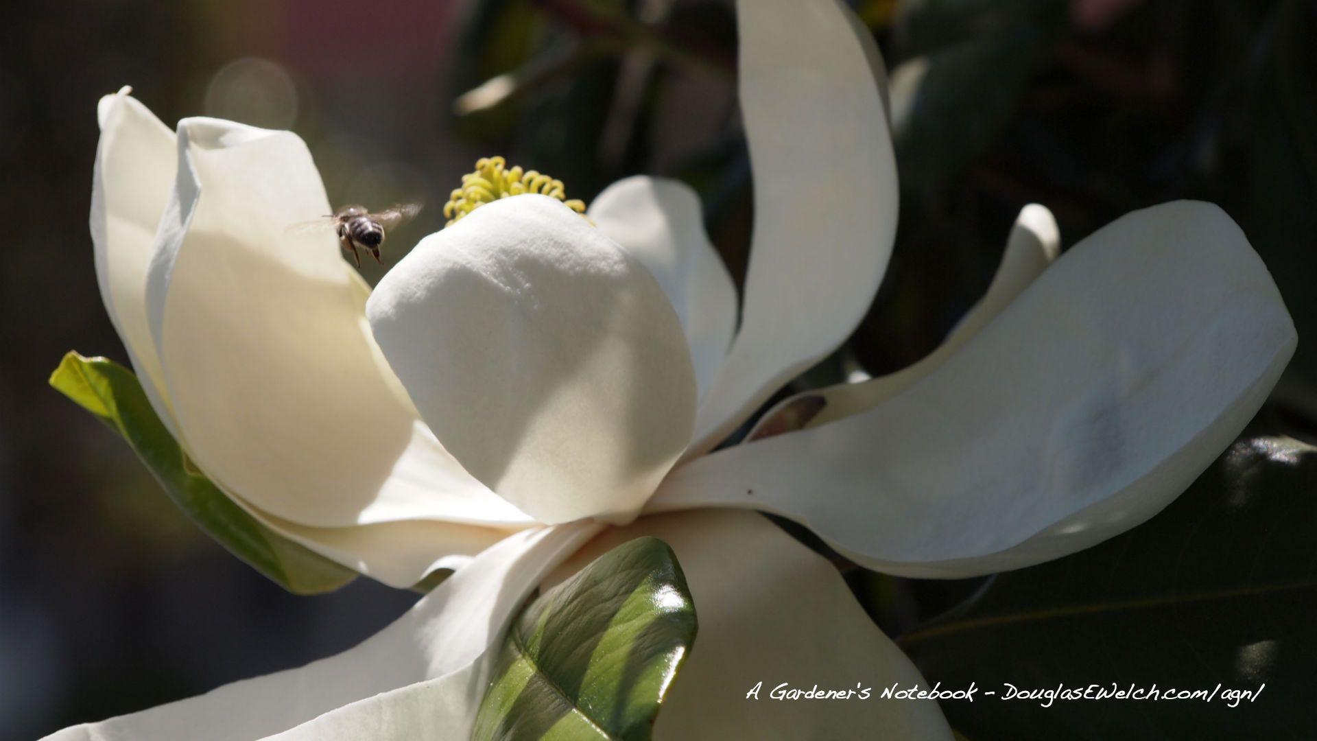 White Magnolia Desktop Wallpapers - Top Free White Magnolia Desktop ...