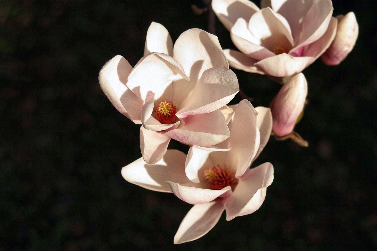 White Magnolia Desktop Wallpapers - Top Free White Magnolia Desktop ...