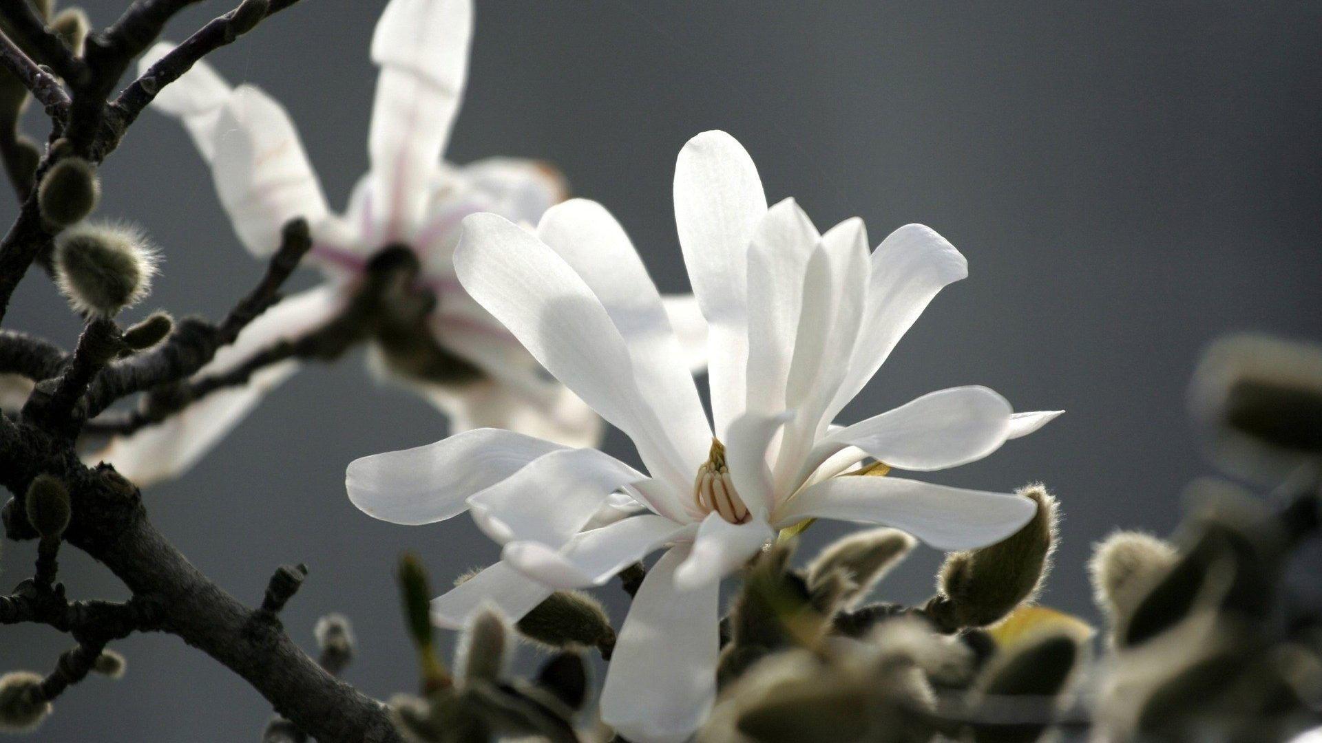 White Magnolia Desktop Wallpapers - Top Free White Magnolia Desktop ...