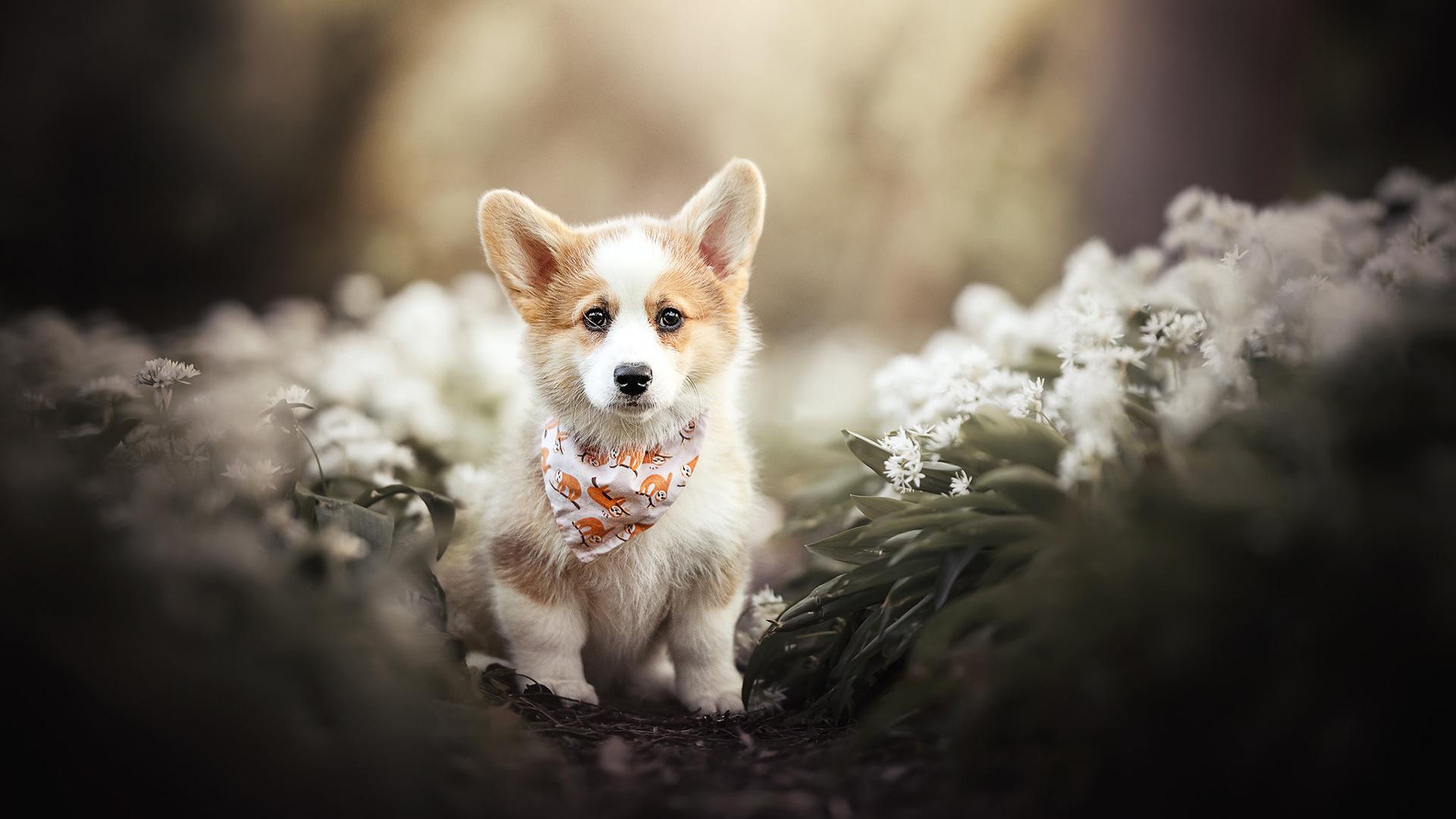 Doggie Corgi Wallpapers - Top Free Doggie Corgi Backgrounds ...