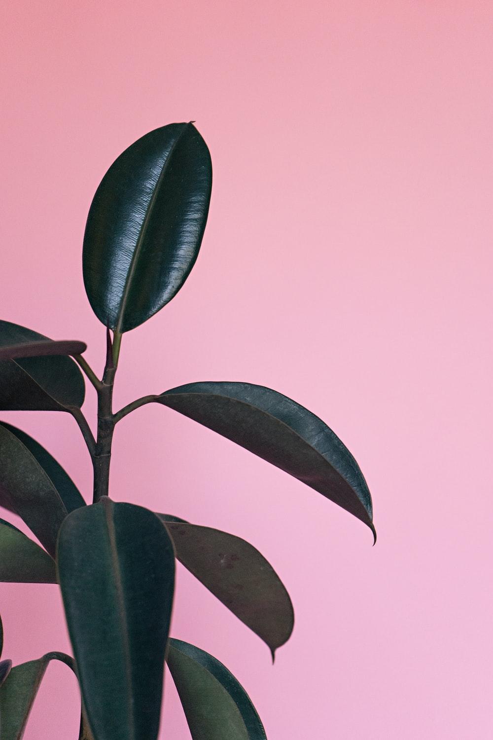 Pink Plants Wallpapers - Top Free Pink Plants Backgrounds - WallpaperAccess