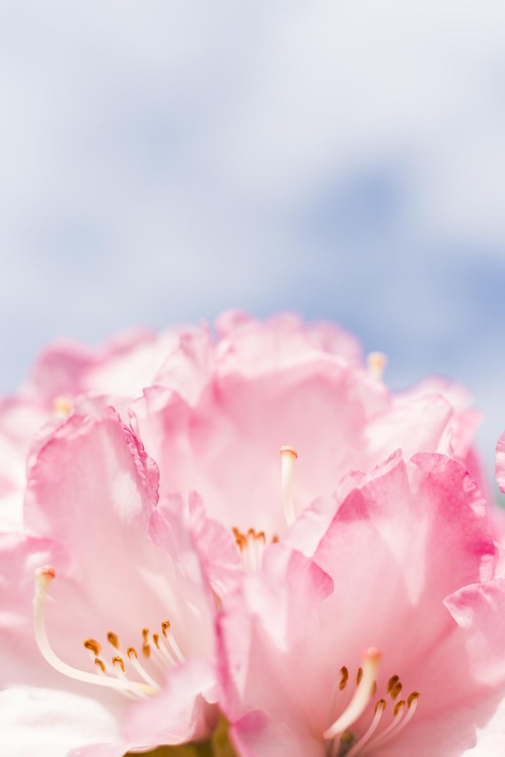 Pink Plants Wallpapers - Top Free Pink Plants Backgrounds - WallpaperAccess