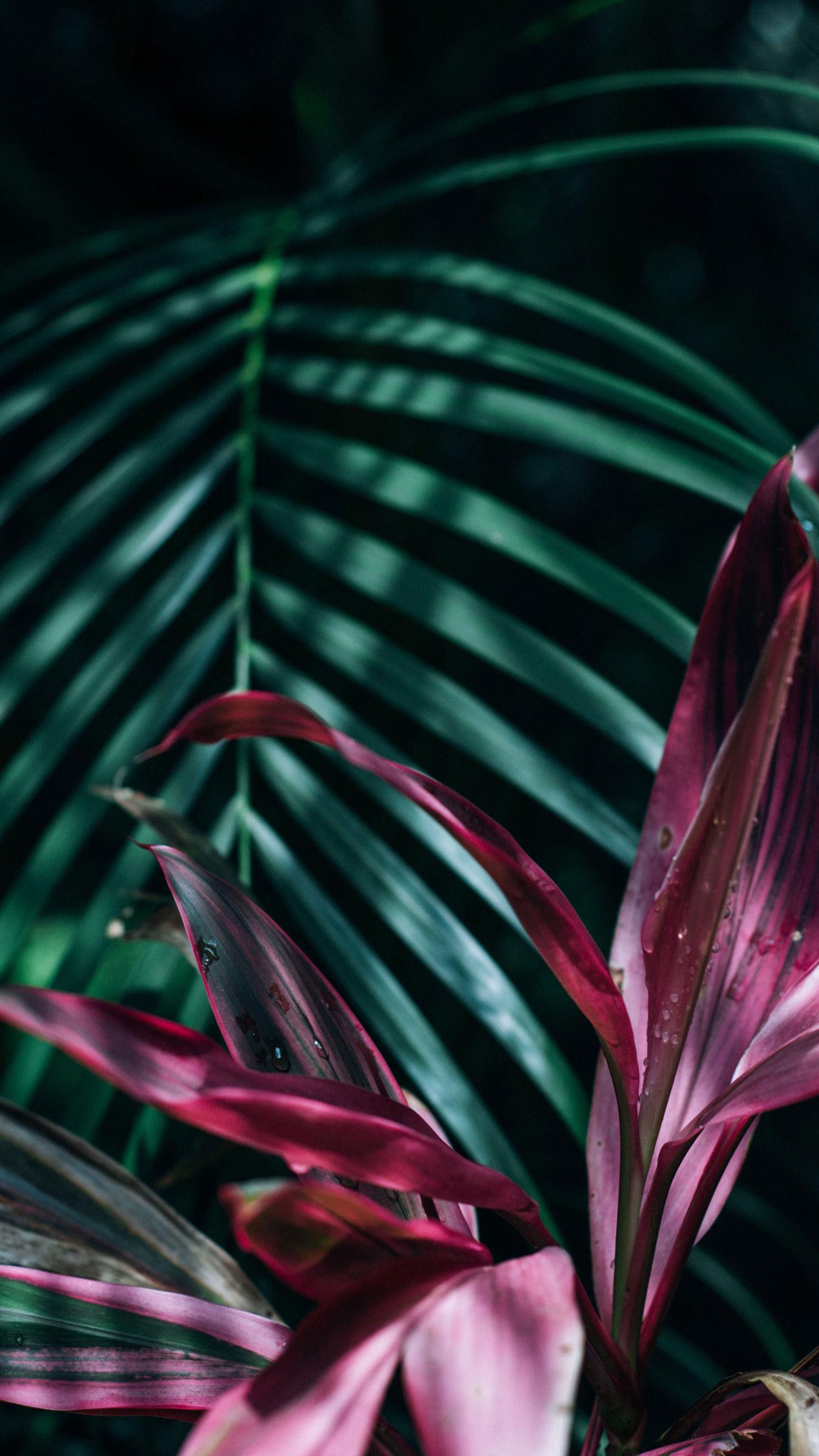 Pink Plants Wallpapers - Top Free Pink Plants Backgrounds - WallpaperAccess