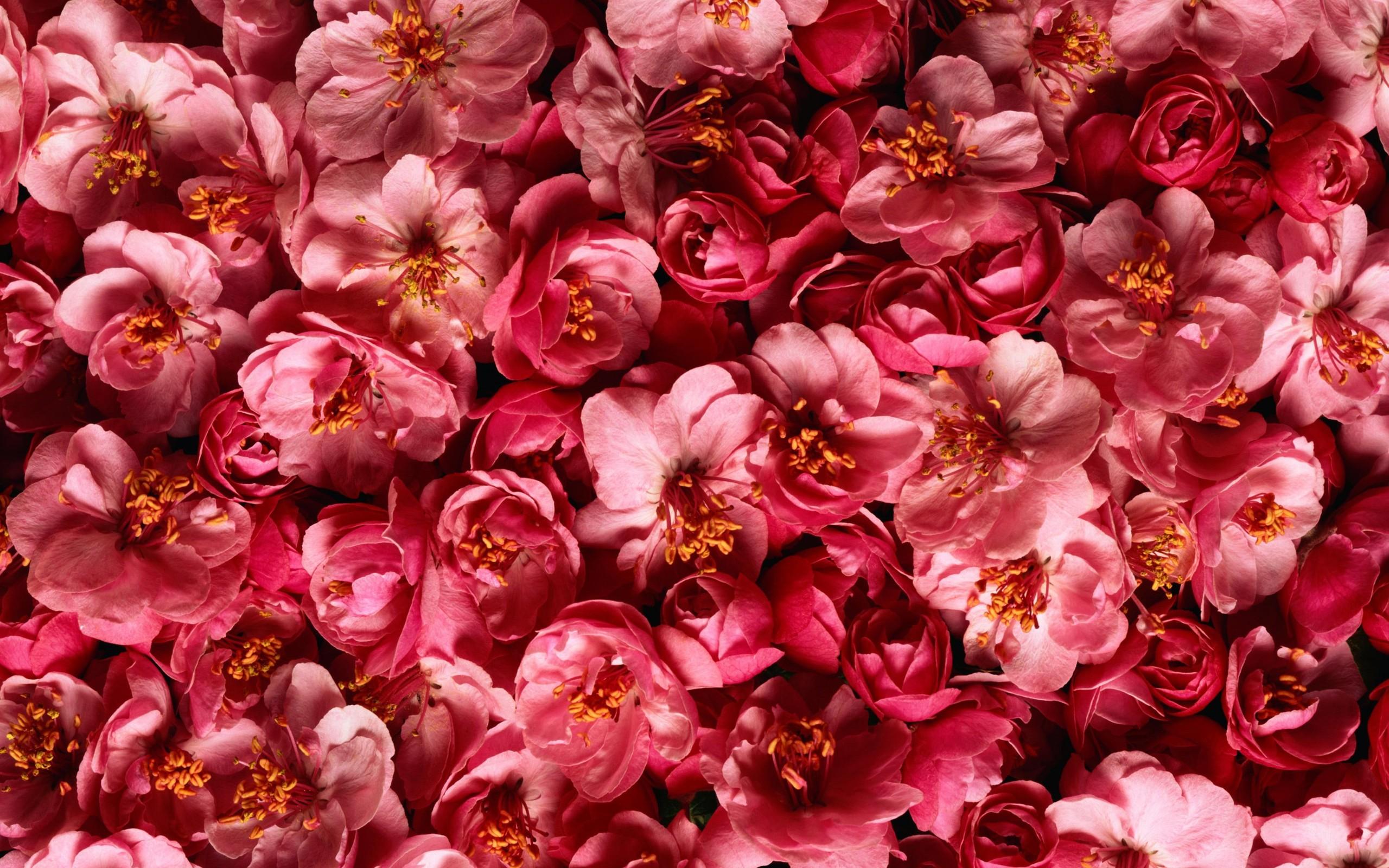 Pink Plants Wallpapers - Top Free Pink Plants Backgrounds - WallpaperAccess