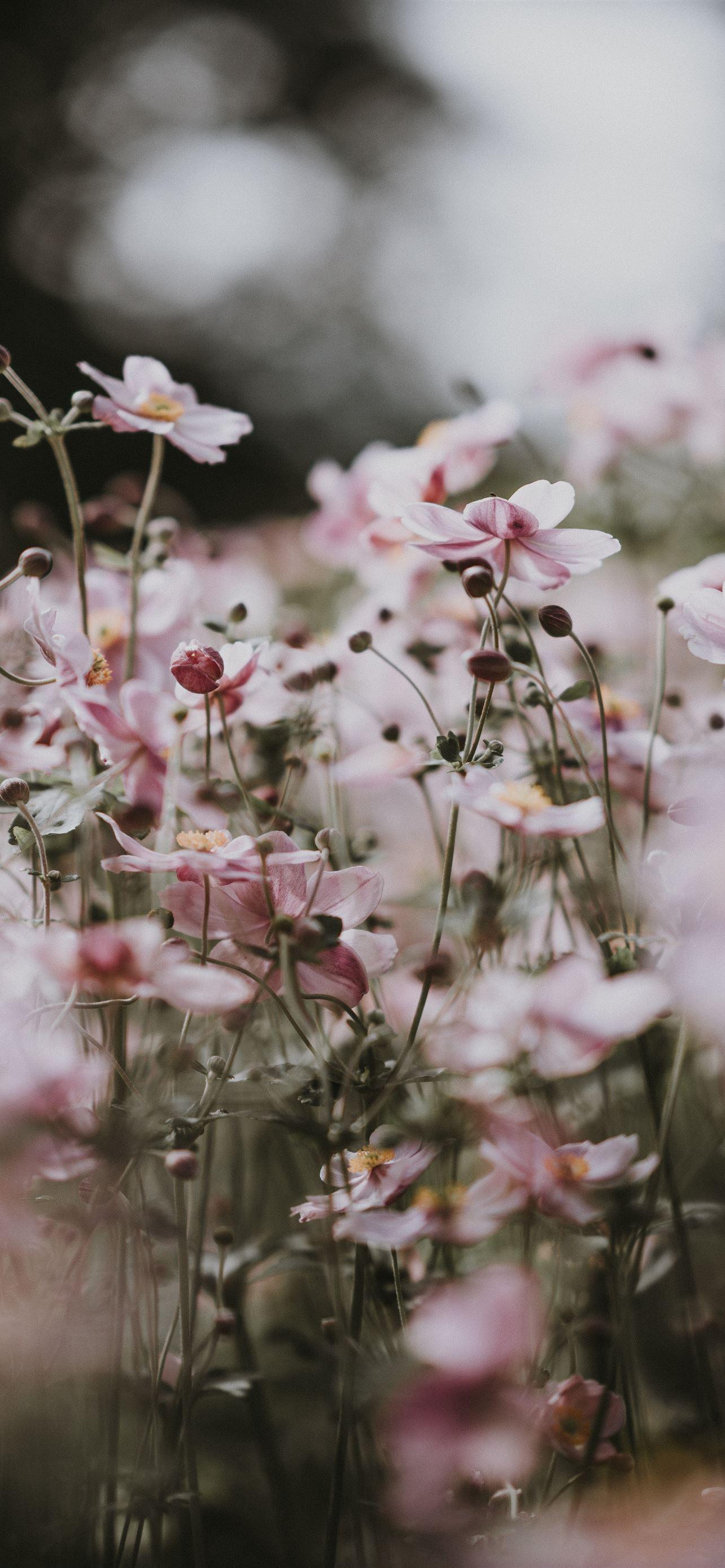 Pink Plants Wallpapers - Top Free Pink Plants Backgrounds - WallpaperAccess