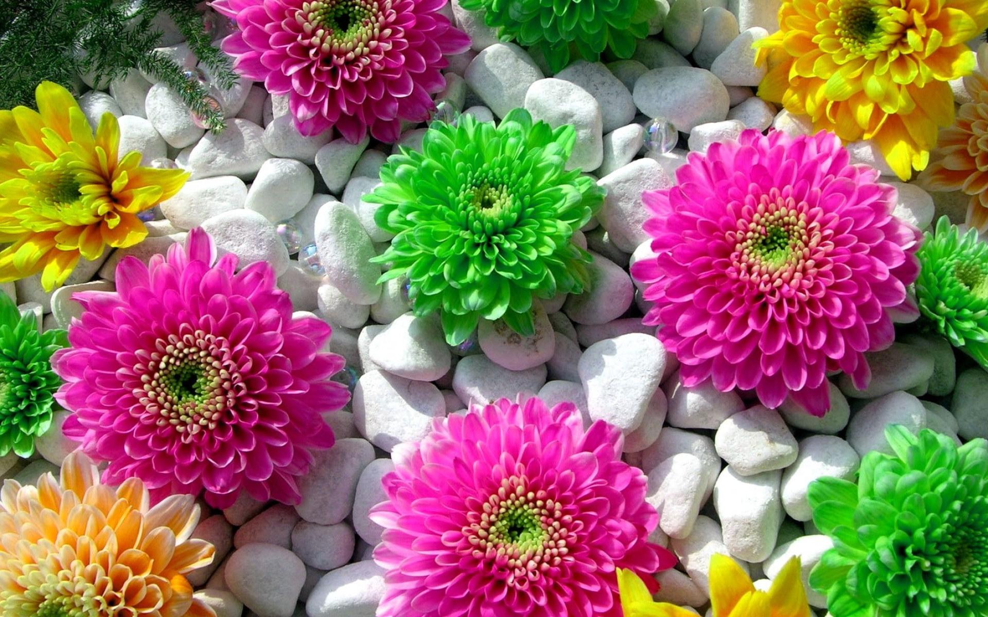 Pink Plants Wallpapers - Top Free Pink Plants Backgrounds - WallpaperAccess
