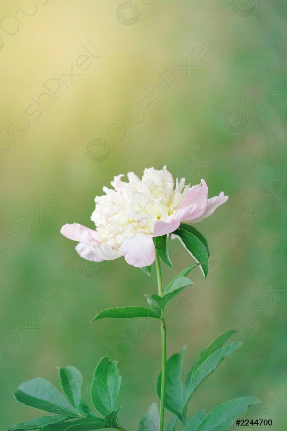 Light Pink Peonies Wallpapers - Top Free Light Pink Peonies Backgrounds ...