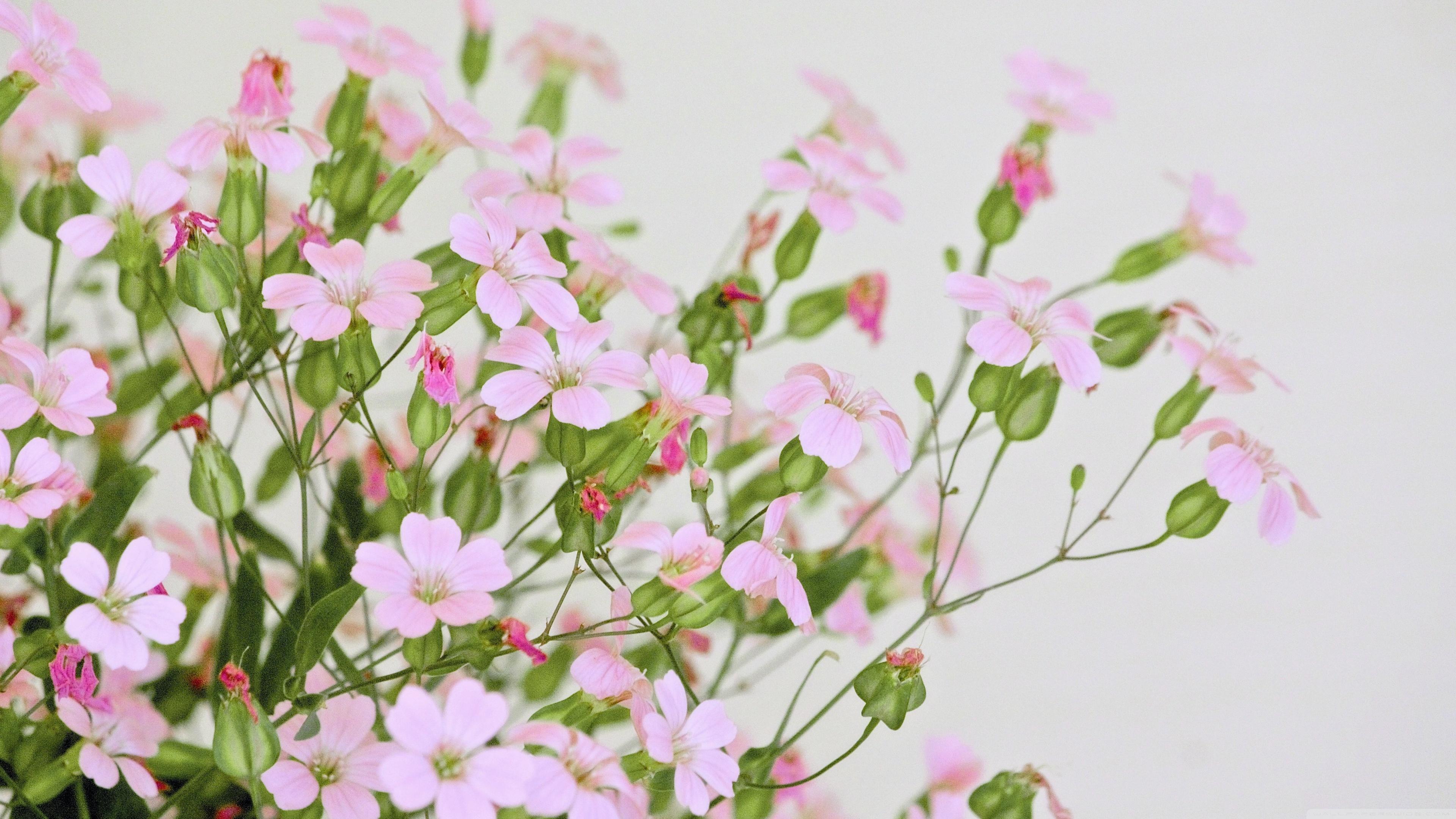 Pink Plants Wallpapers - Top Free Pink Plants Backgrounds - WallpaperAccess