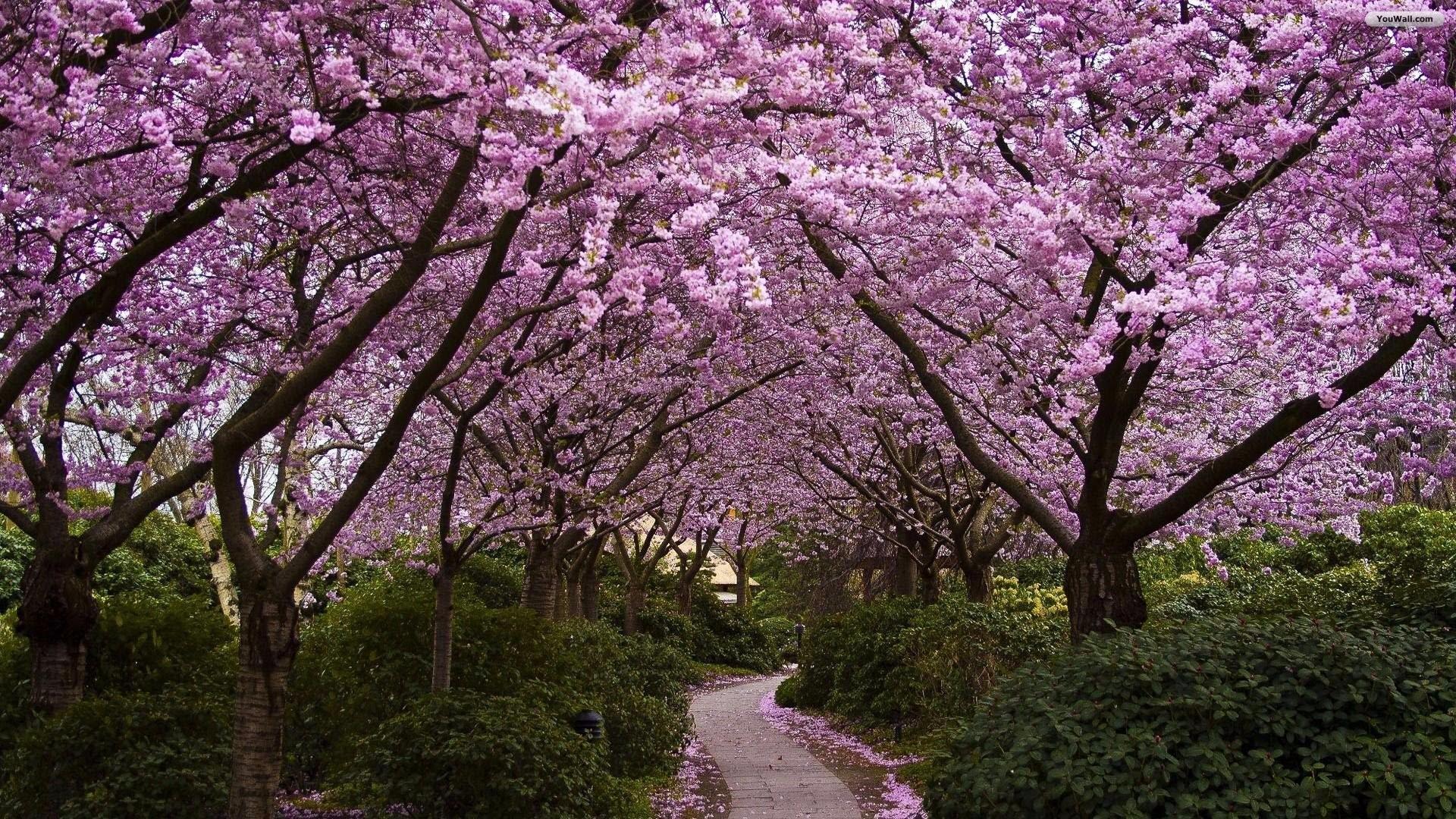 Spring Street Wallpapers - Top Free Spring Street Backgrounds ...