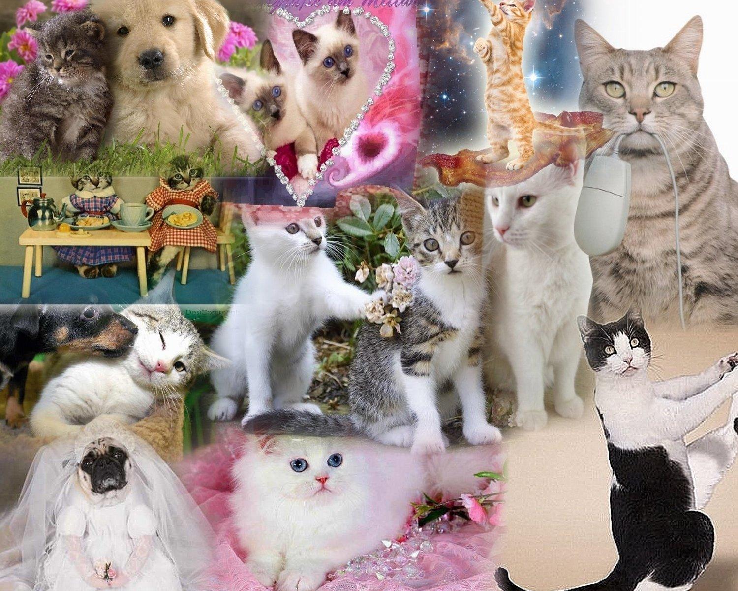 Cat Collage Wallpapers - Top Free Cat Collage Backgrounds - WallpaperAccess