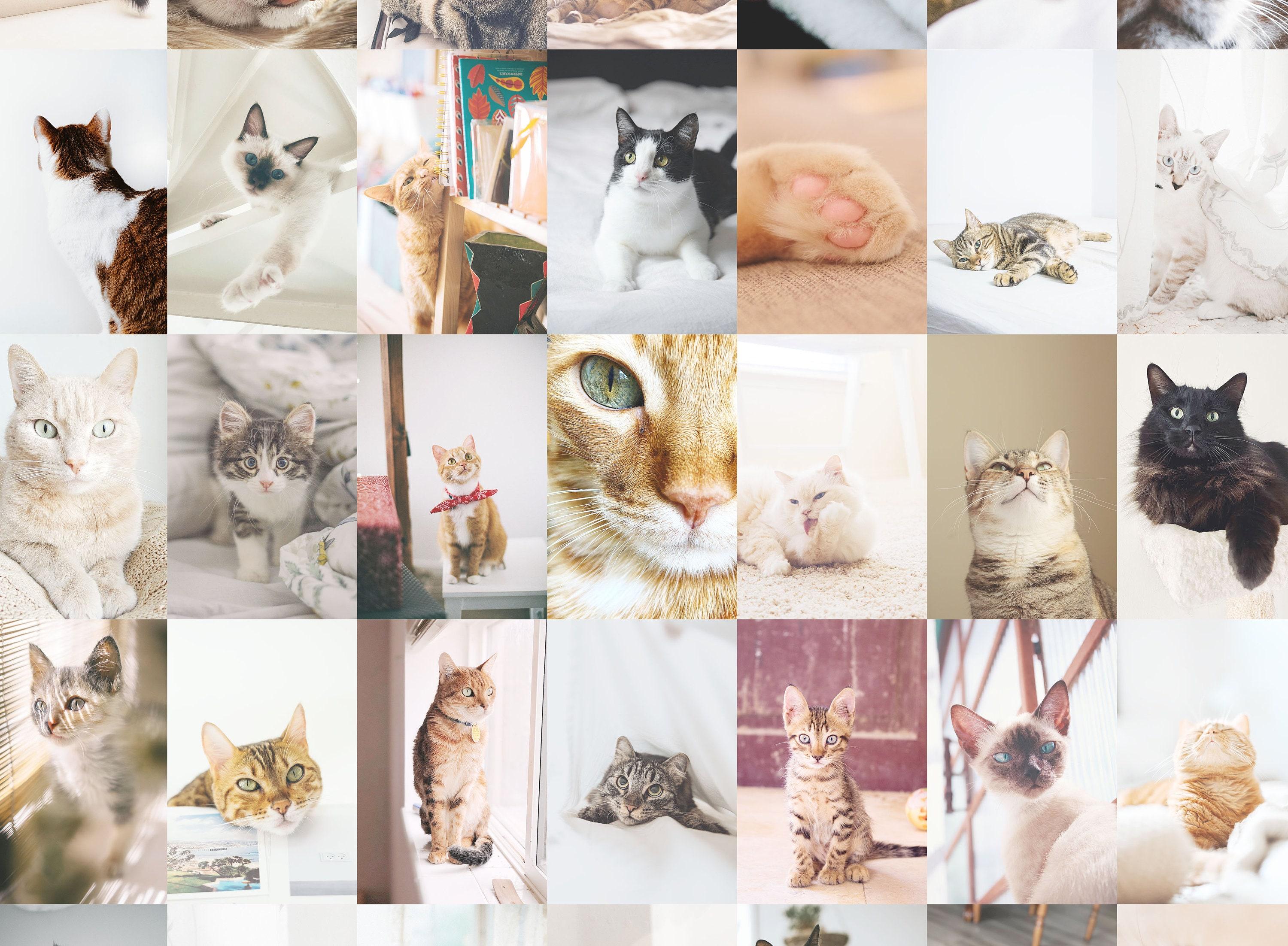Cat Collage Wallpapers - Top Free Cat Collage Backgrounds - WallpaperAccess
