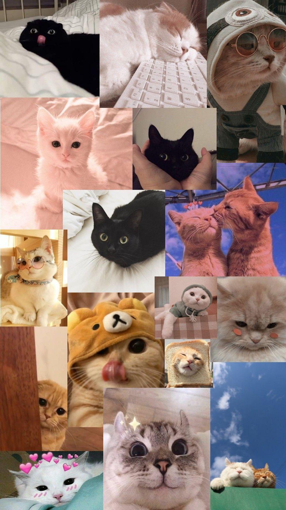 Cat Collage Wallpapers - Top Free Cat Collage Backgrounds - WallpaperAccess