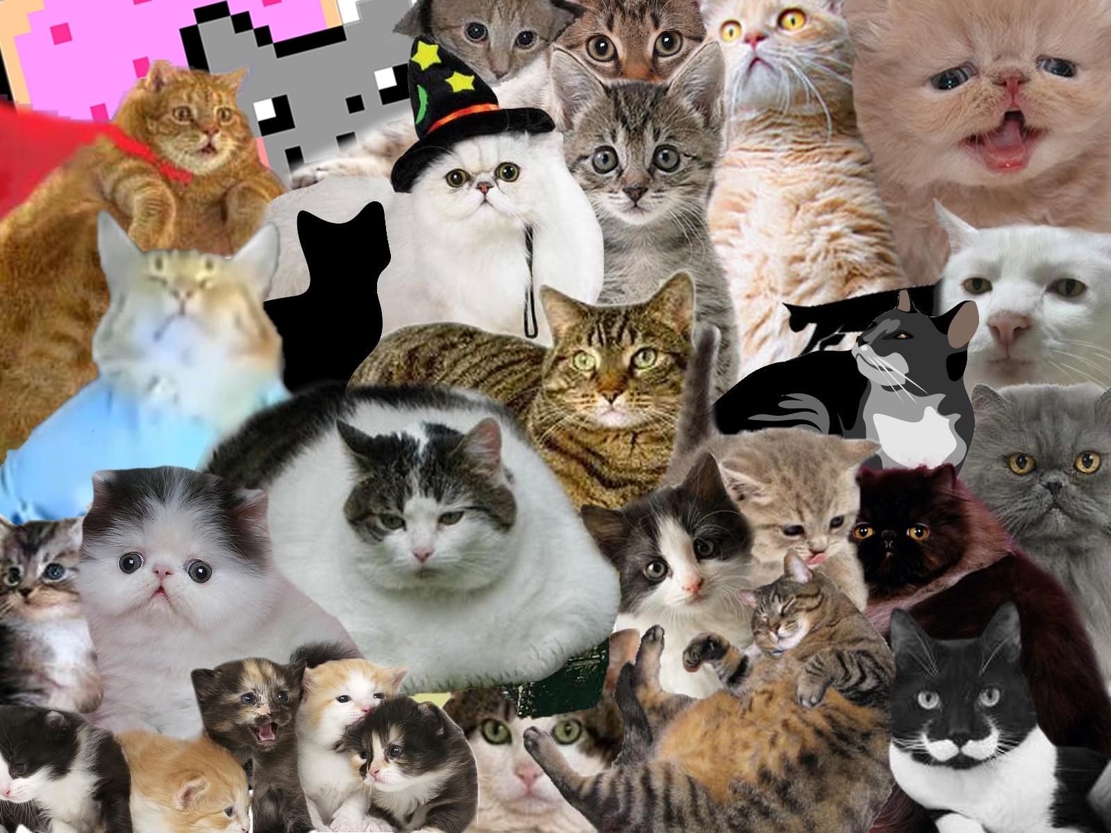Cat Collage Wallpapers - Top Free Cat Collage Backgrounds - WallpaperAccess