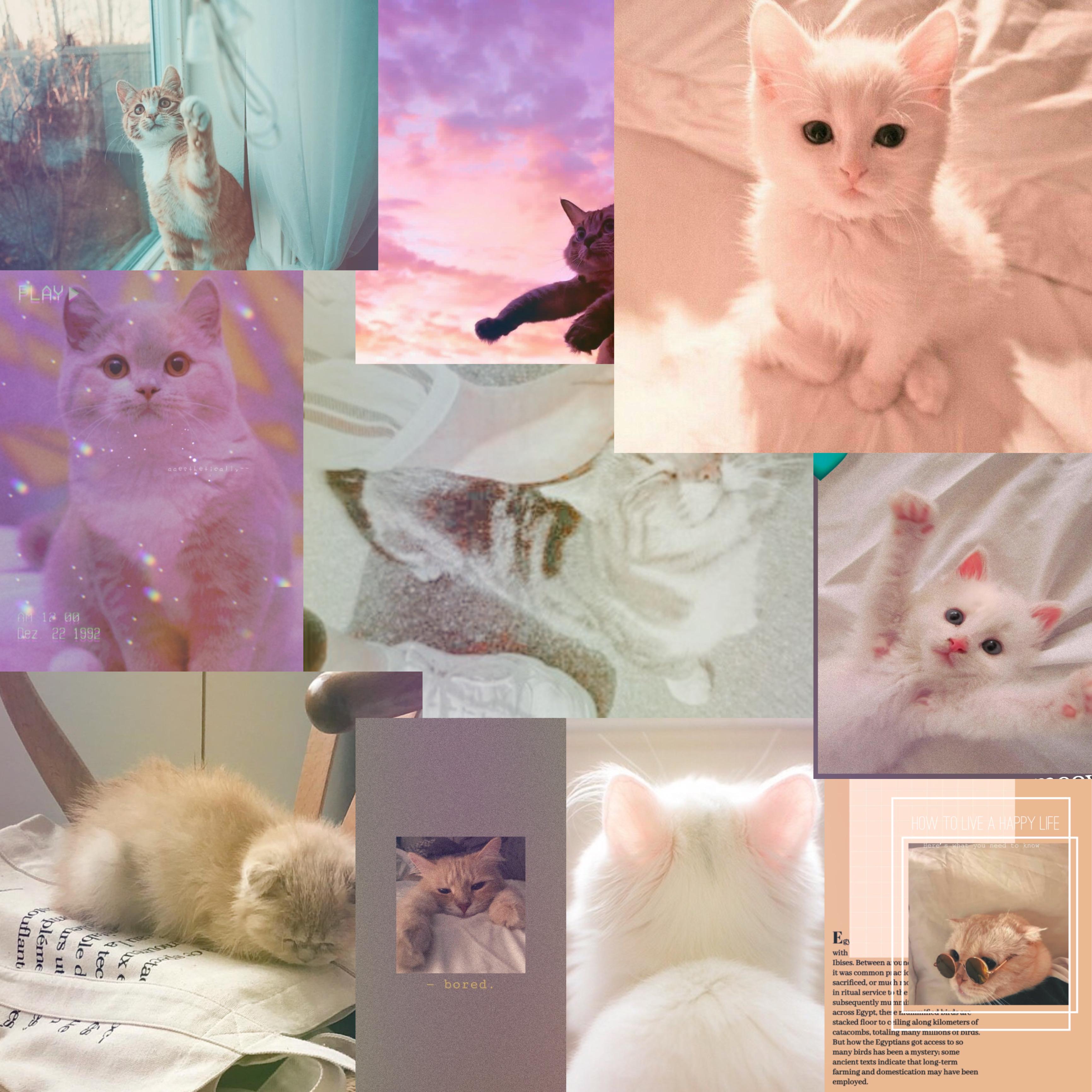 Cat Collage Wallpapers - Top Free Cat Collage Backgrounds - WallpaperAccess