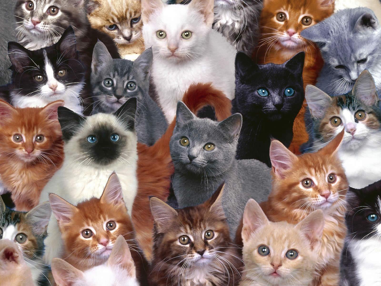Cat Collage Wallpapers - Top Free Cat Collage Backgrounds - WallpaperAccess