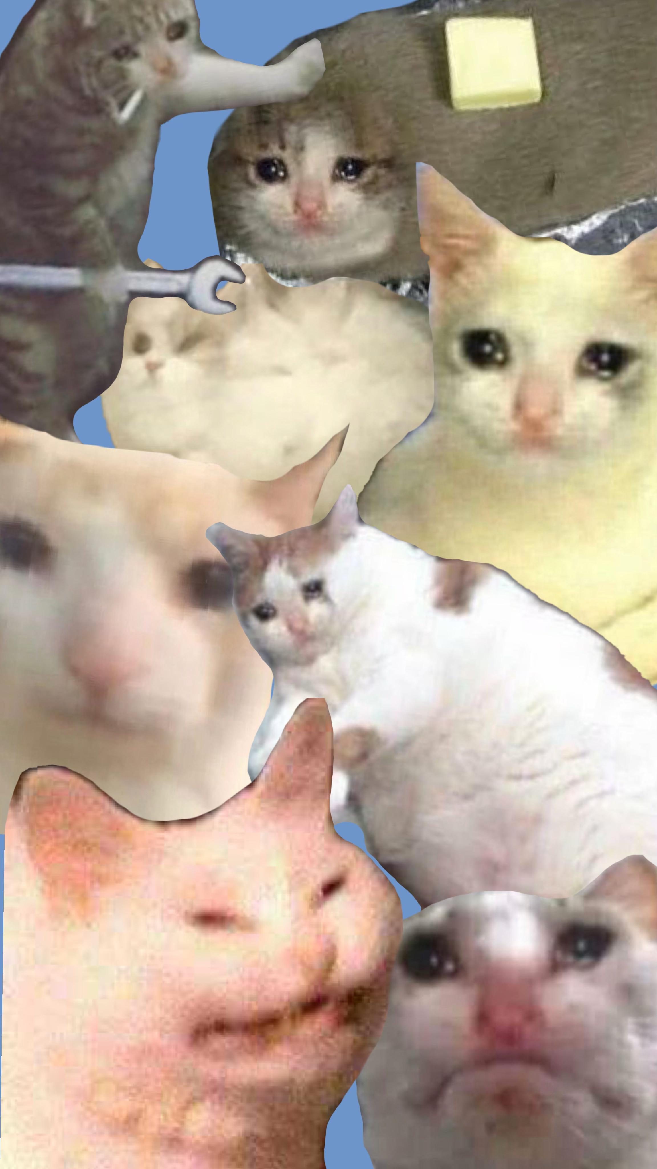 Cat Collage Wallpapers - Top Free Cat Collage Backgrounds - WallpaperAccess