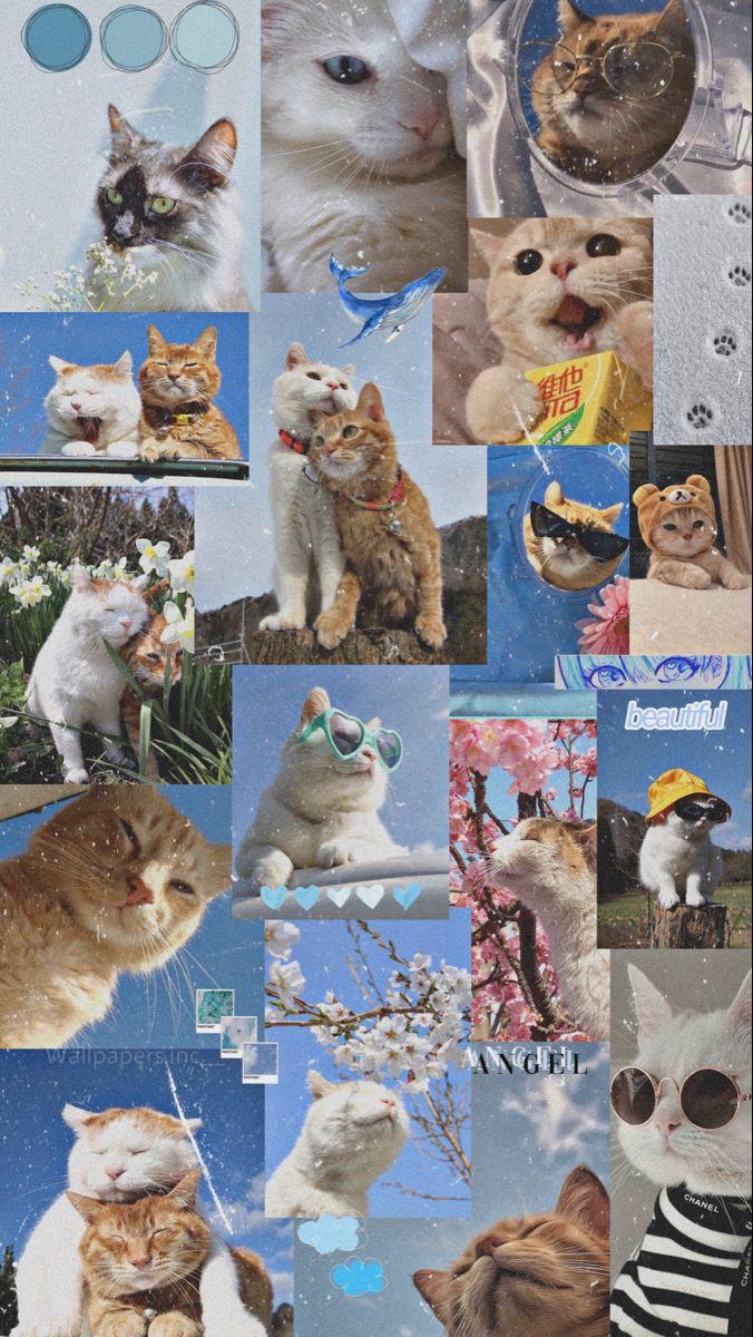 Cat Collage Wallpapers - Top Free Cat Collage Backgrounds - WallpaperAccess