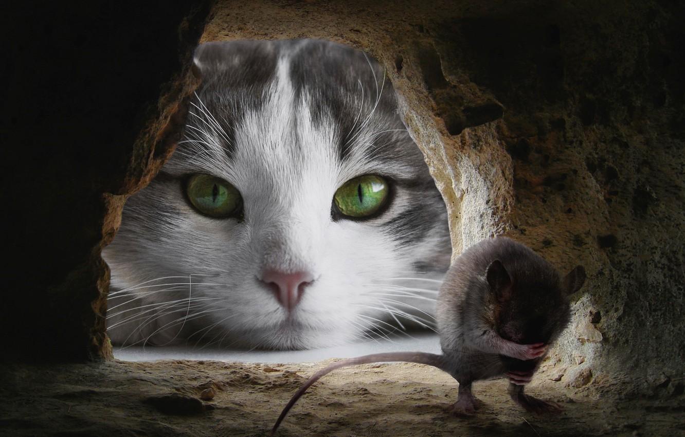 Cat Collage Wallpapers - Top Free Cat Collage Backgrounds - WallpaperAccess