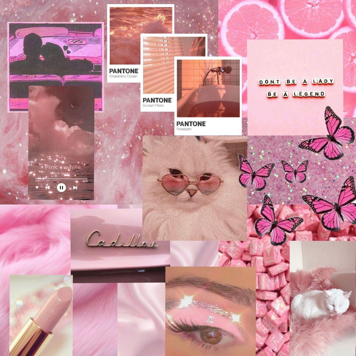 Cat Collage Wallpapers - Top Free Cat Collage Backgrounds - WallpaperAccess