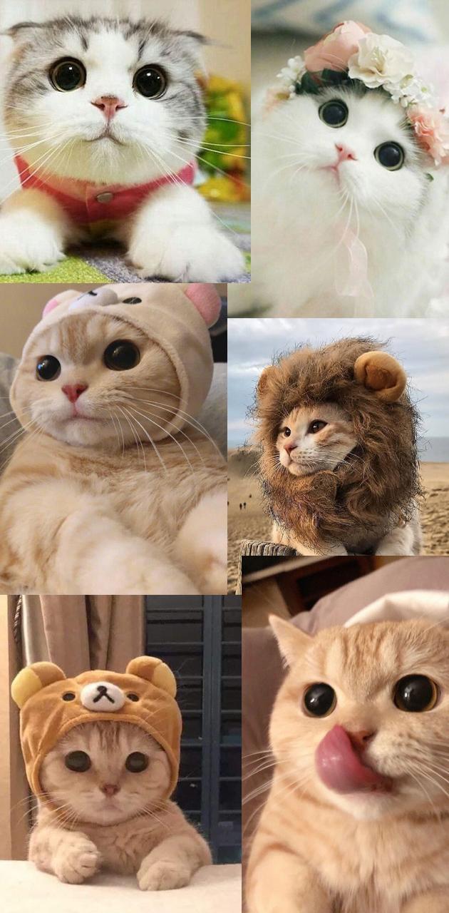 Cat Collage Wallpapers - Top Free Cat Collage Backgrounds - WallpaperAccess