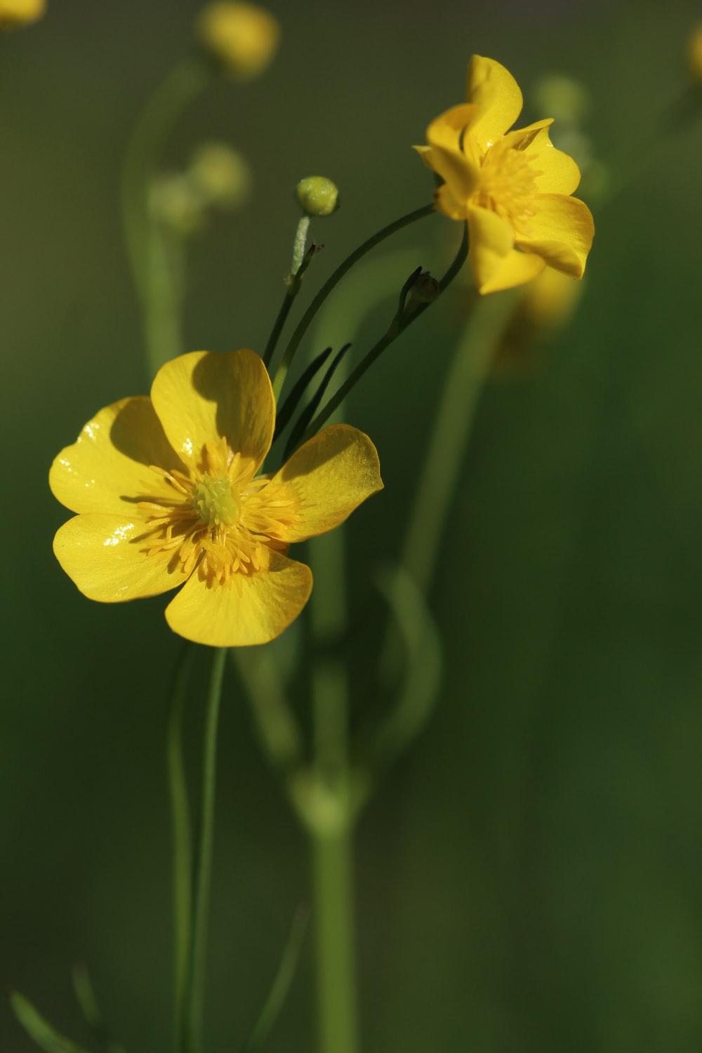 Buttercup Flower Wallpapers - Top Free Buttercup Flower Backgrounds ...