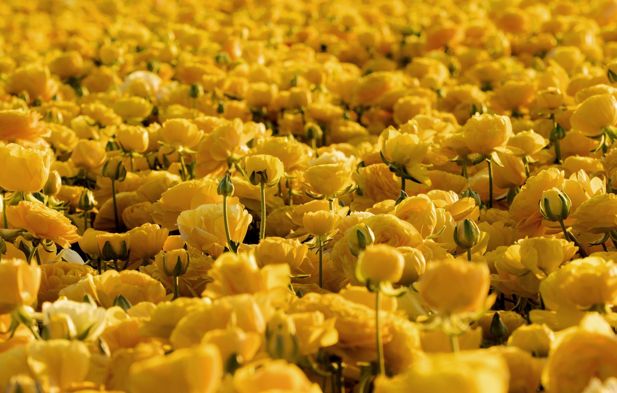 Buttercup Flower Wallpapers - Top Free Buttercup Flower Backgrounds ...