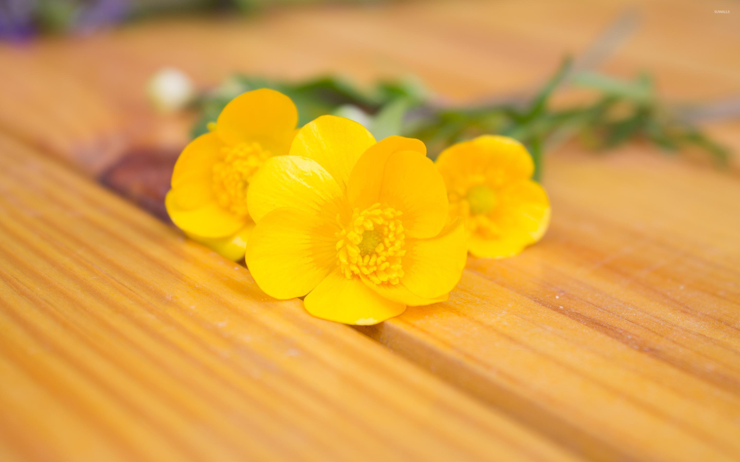 Buttercup Flower Wallpapers - Top Free Buttercup Flower Backgrounds ...