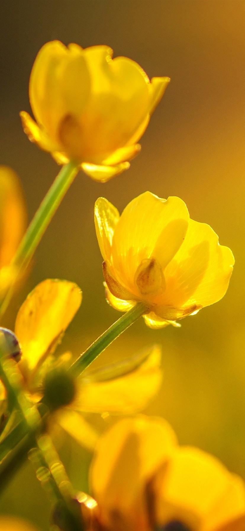 Buttercup Flower Wallpapers - Top Free Buttercup Flower Backgrounds ...