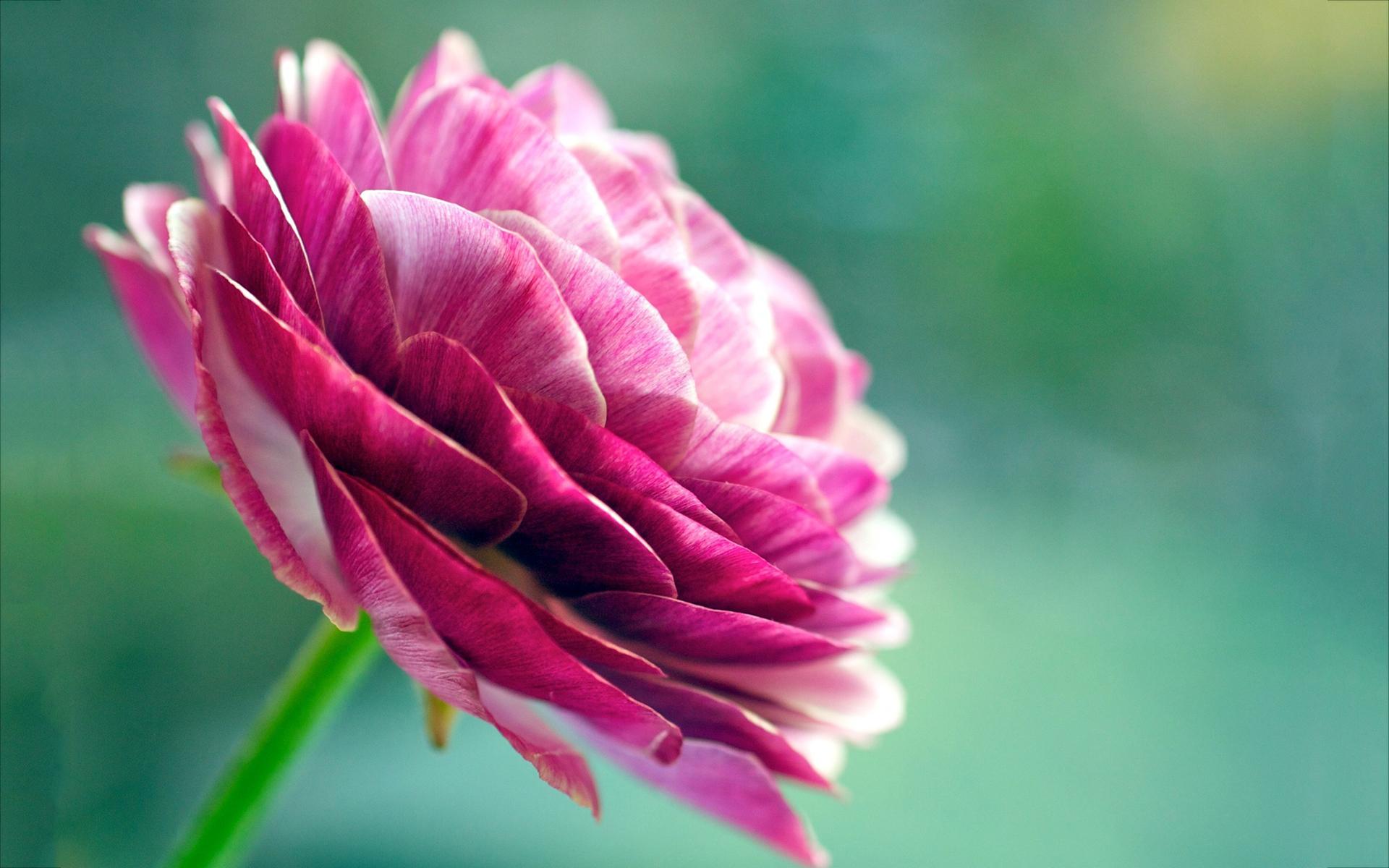 Buttercup Flower Wallpapers - Top Free Buttercup Flower Backgrounds ...