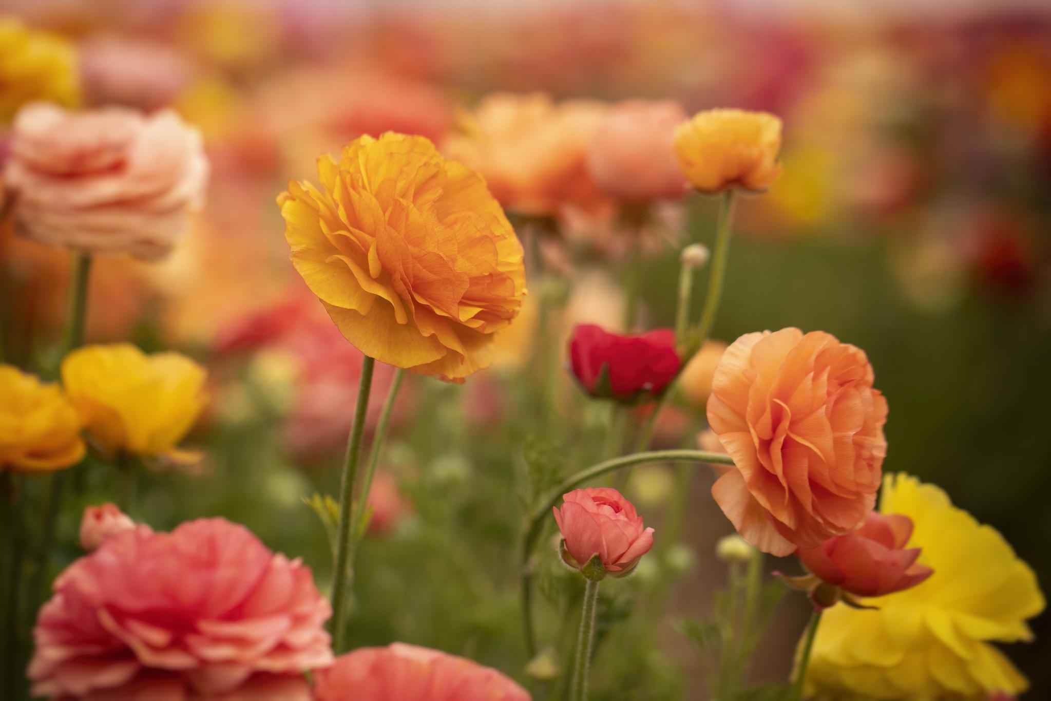 Buttercup Flower Wallpapers - Top Free Buttercup Flower Backgrounds ...
